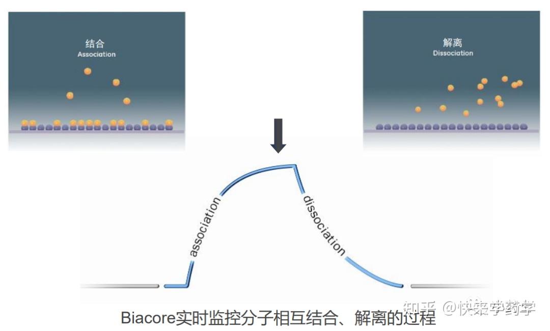 Biacore 分子互作技术 - 知乎