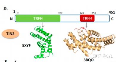 【文献翻译】端粒维持核蛋白Cst/Shelterin复合体的结构特征及其与疾病突变的关系 - 知乎