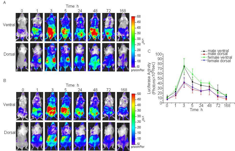 【小鼠大学问】小鼠自发光，实时检测更给力！ - 知乎