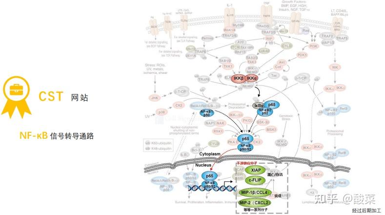 1条就是1篇SCI！带你研究12条信号通路，NF-κB、MAPK、AKT、PI3K…… - 知乎
