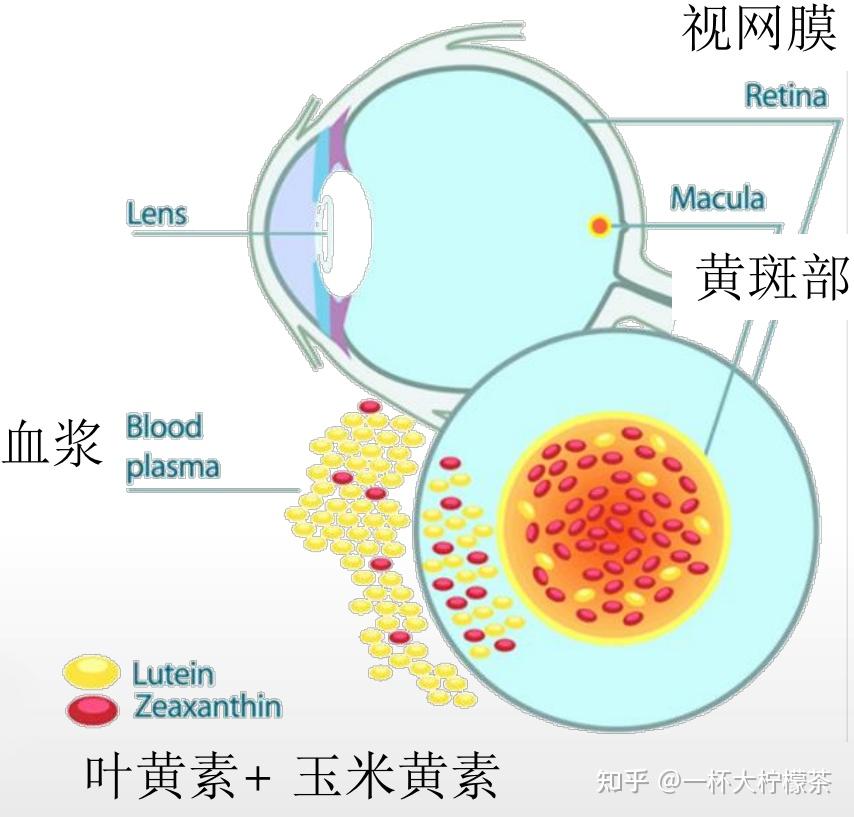 如何科学减少视觉疲劳?每天生活中增加这些小细节,叶黄素玉米黄质很关键 知乎