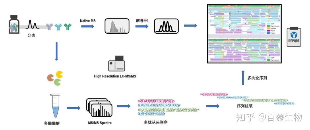 百蓁技术篇丨多克隆抗体测序服务 知乎