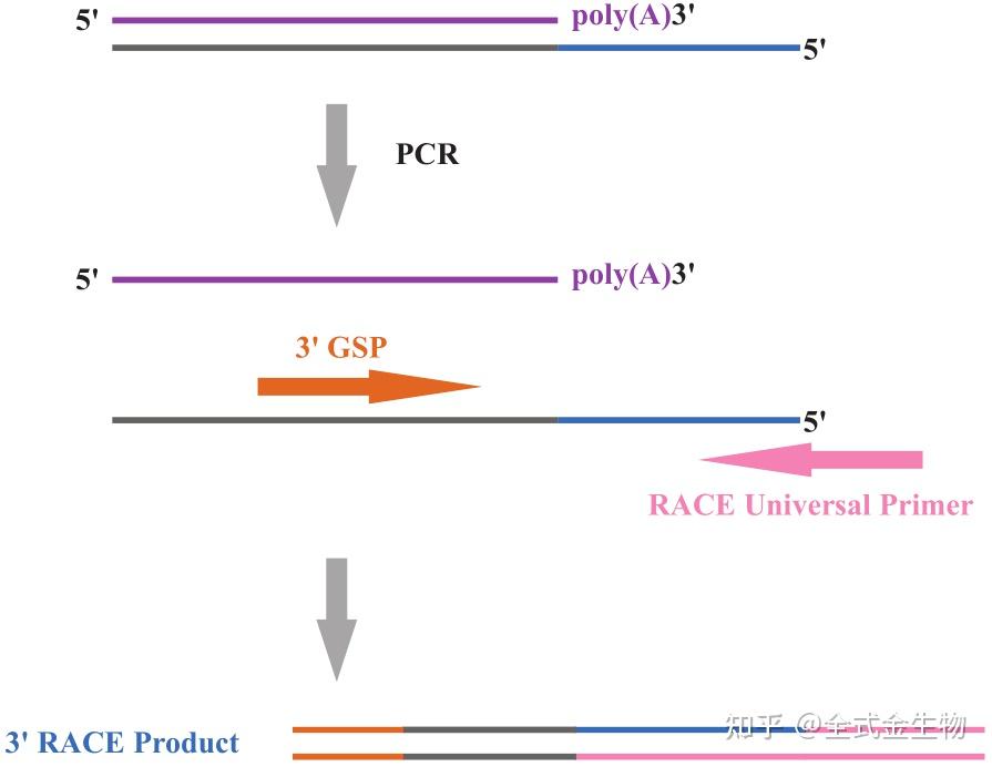 cDNA全长扩增，RACE技术了解一下 - 知乎