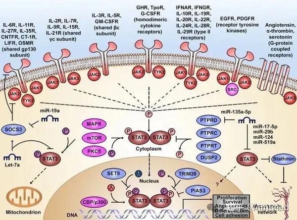 明星靶点横空出世——双重身份的STAT3蛋白 - 知乎