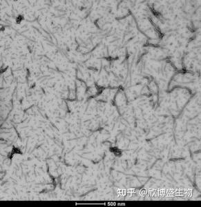 阿尔茨海默症中的野生型Tau蛋白 - 知乎