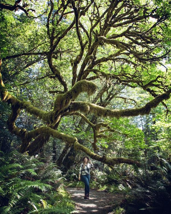 高树步道（Tall Trees Trail）和高树林（Tall Trees Grove） - 知乎