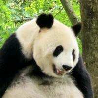 Python有限元使用心得（二）Gmsh与前处理 - 知乎