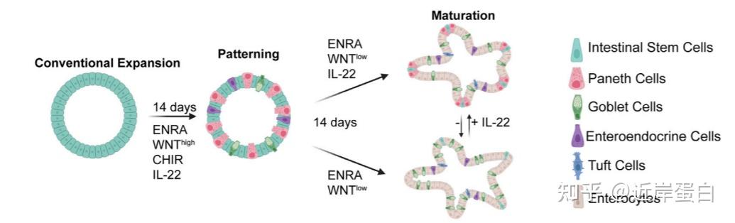 近岸类器官课堂解析Hans Clevers团队文章，开启人肠道类器官培养新阶段 - 知乎