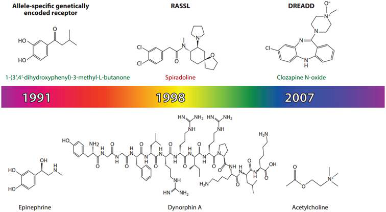 什么是化学遗传学？化学遗传学技术原理 - 知乎
