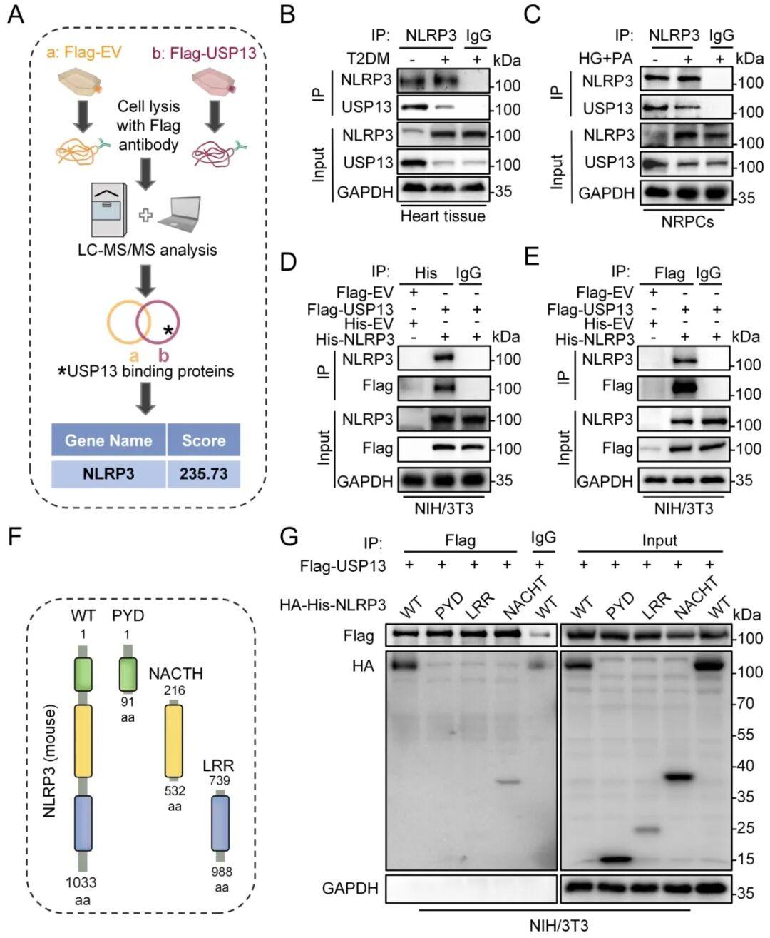 Cell Death Differ 温州医科大学/杭州医学院梁广团队揭示去泛素化酶USP13保护糖尿病心肌病的新机制 - 知乎