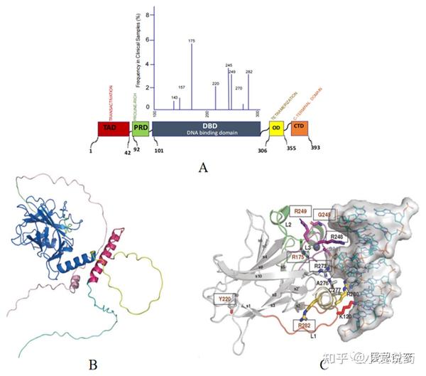 《普创新》之p53及靶向p53 Y220C抑制剂的筛选 - 知乎