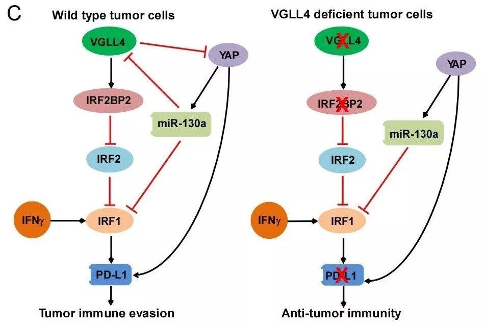 EMBO Journal丨浙大宋海组阐明Hippo通路关键转录抑制因子调控肿瘤免疫的机制 - 知乎