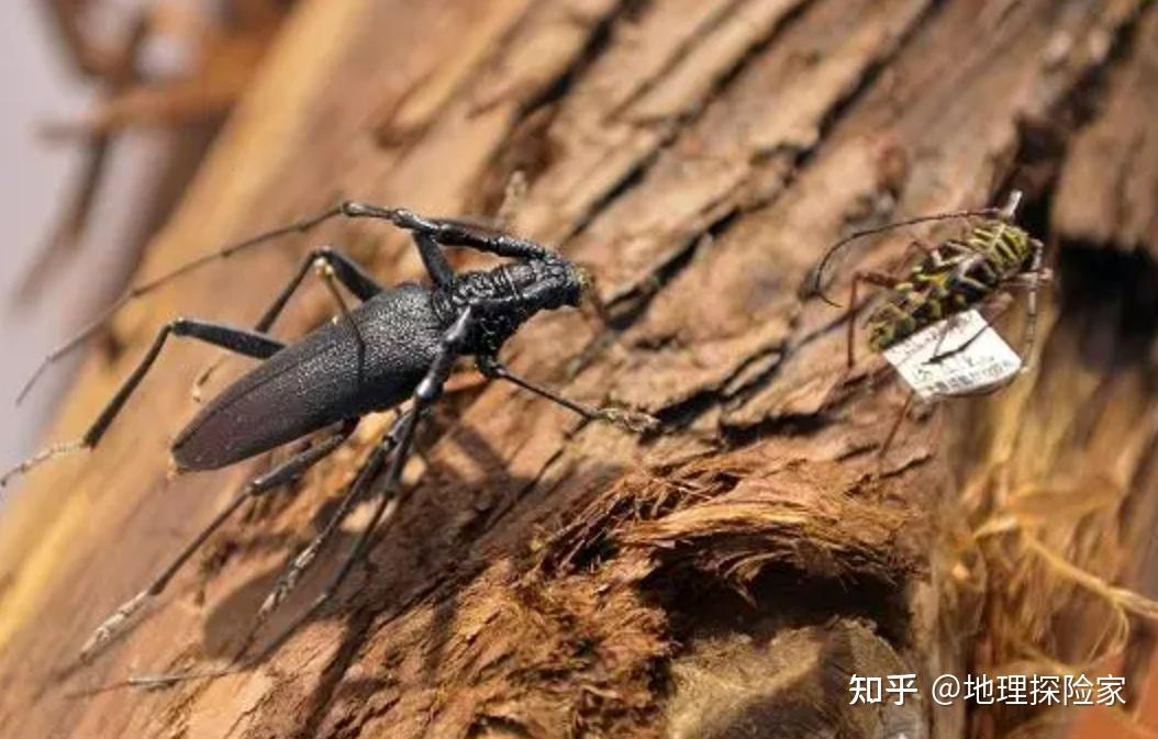 深度学习——动物数据集大合集（附下载地址） - 知乎