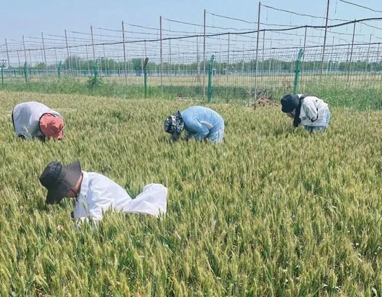 全球首款喷洒型RNAi农药Ledprona拟登记！基于RNAi技术的生物农药来袭！ - 知乎