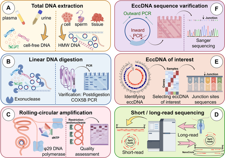 图博基因提供技术咨询支持的高分文章发表在Molecular Cancer杂志上，揭秘eccDNA从生成机制到癌症与健康的临床意义 - 知乎