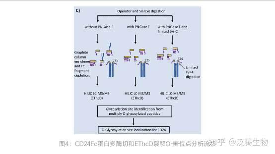 科研速递 | 汉腾生物欧洲团队用LC-MS法精确定位CD24Fc融合蛋白的O-糖基化位点 - 知乎