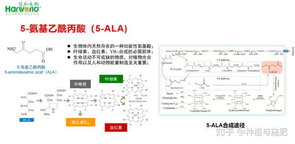 打通5-ALA生物合成基因组，细胞工厂生产，好而不贵！ - 知乎