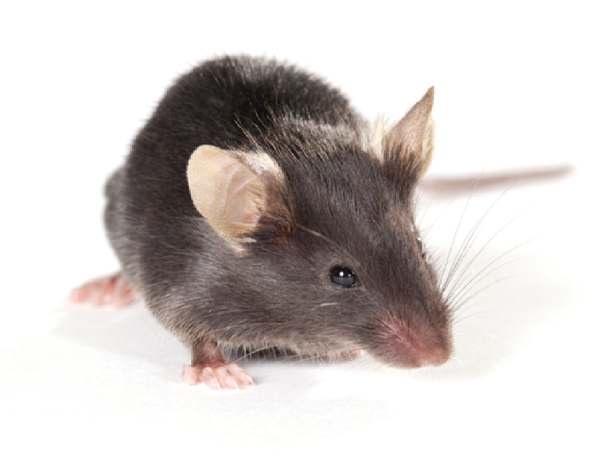 5xFAD小鼠|AD模型 - 知乎