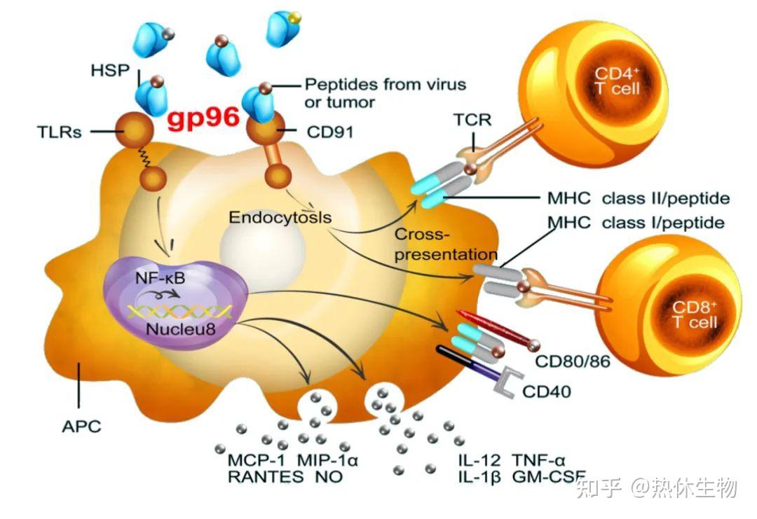 自体肿瘤中提取gp96与胎盘提取gp96的区别 - 知乎