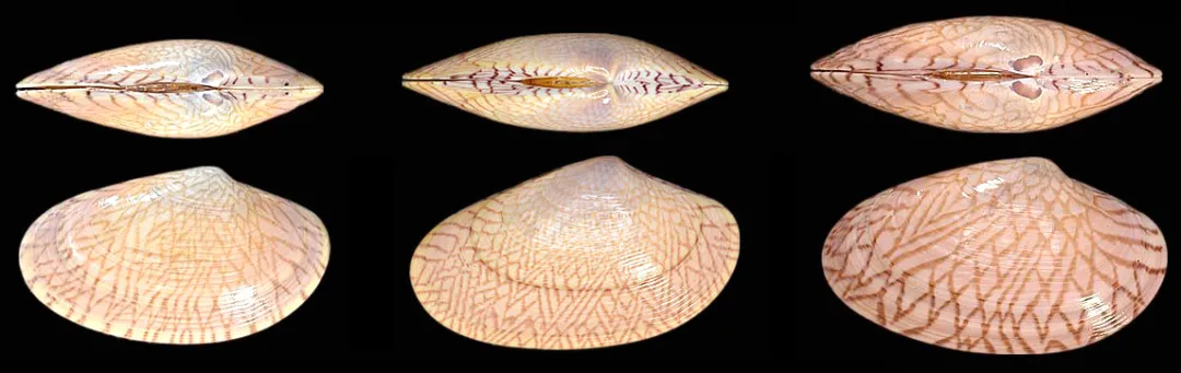 沿海旅行知识 | 各种贝类的名字、区别、产地、吃法（三）油蛤（作者：Zam） - 知乎