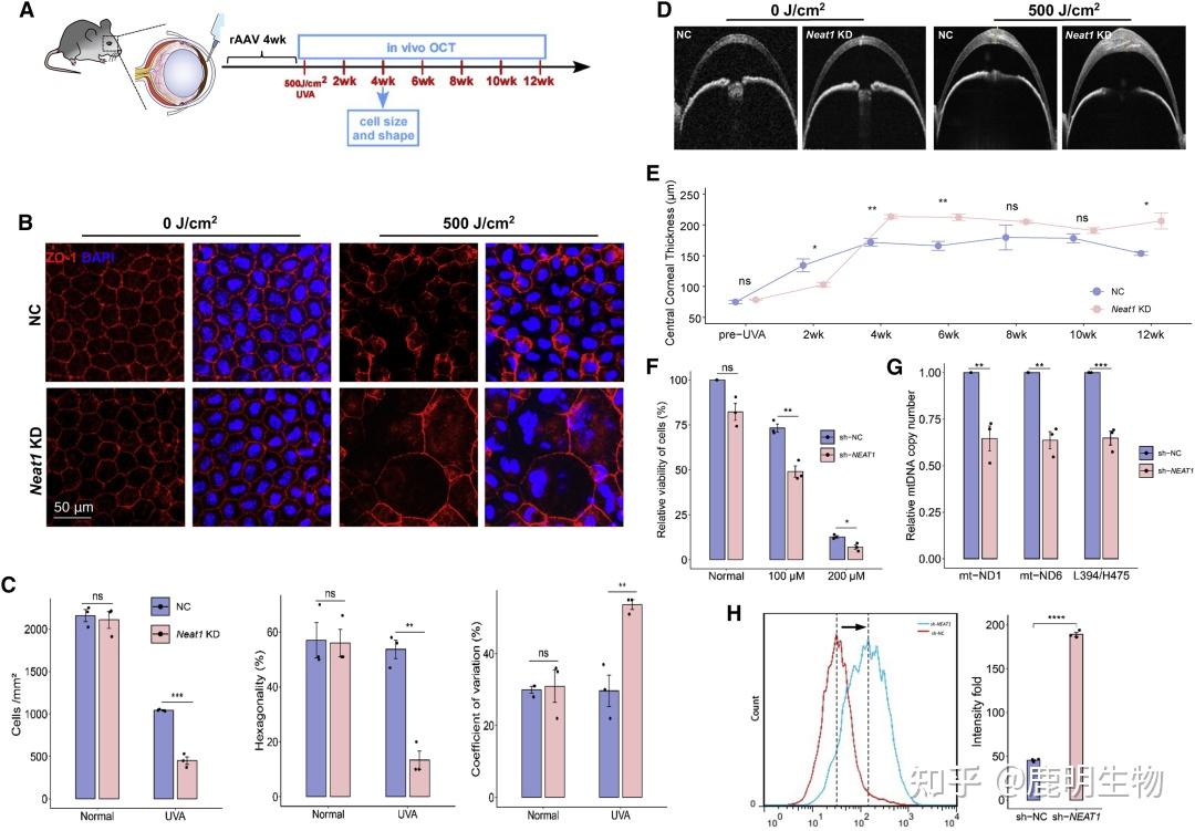 单细胞转录组测序教你如何挖掘lncRNA数据！ - 知乎