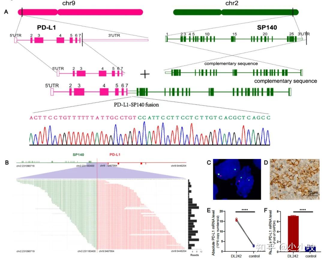 JITC研究成果揭示DLBCL中PD-1/PD-L1/L2和CD73/A2aR遗传机制与免疫耗竭性微环境 - 知乎