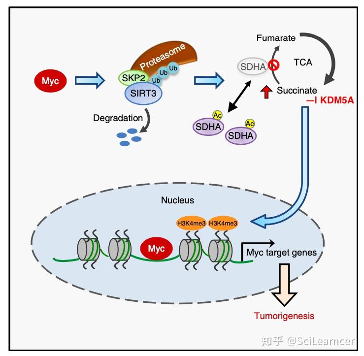 Nature Metabolism｜Myc介导的SDHA乙酰化诱发基因表达的表观调控及肿瘤发生 - 知乎