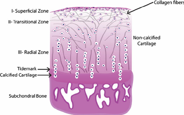 【关节软骨专题】骨软骨复合体及软骨损伤类型 - 知乎
