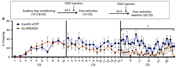 锥体神经元研究利器—Thy1-Cre鼠实验服务 - 知乎