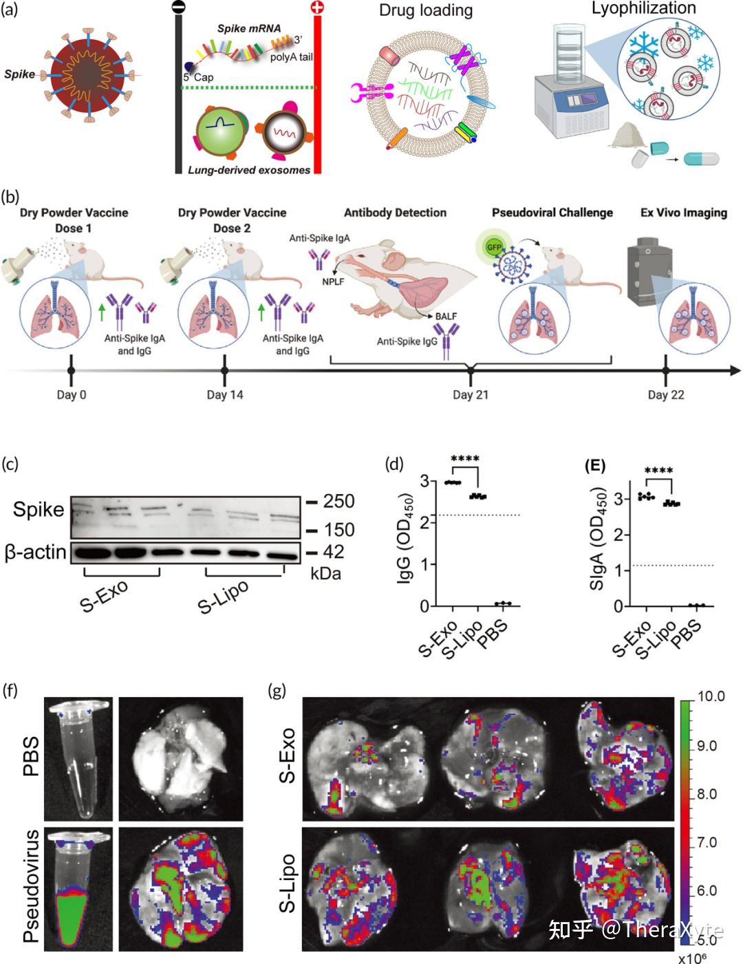mrna