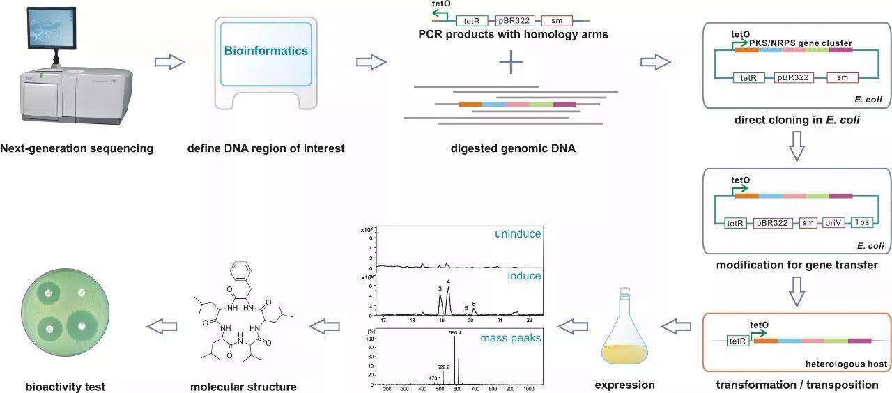 山东大学张友明团队在DNA大片段直接克隆技术研发上取得系列重要进展 - 知乎