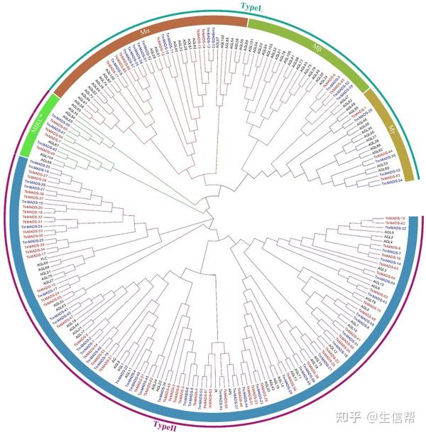 基因家族｜全基因组鉴定MADS-box基因家族 - 知乎