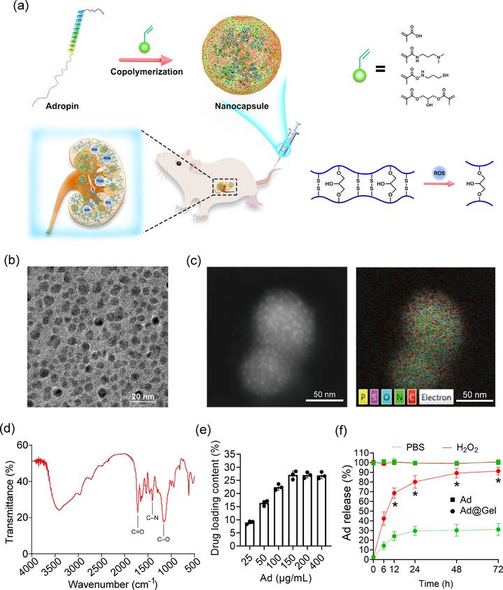 《ACS AMI》：活性氧响应性纳米胶囊携带阿托品用于糖尿病小鼠脂质肾毒性改善 - 知乎