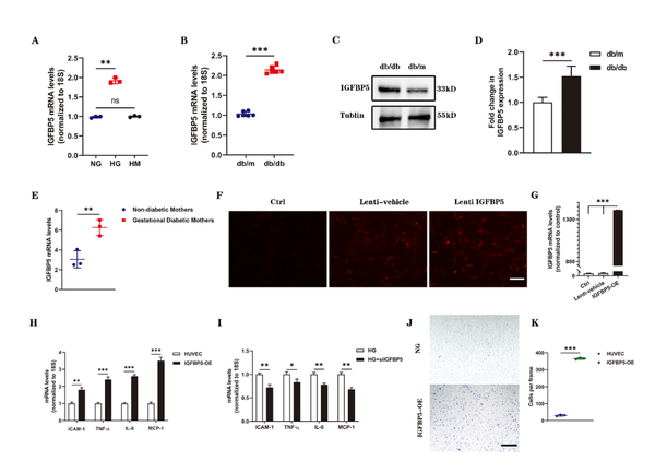 Cell Death Dis︱洪权教授课题组揭示IGFBP5在糖尿病肾脏病进展中的作用机制 - 知乎