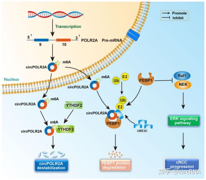 Mol Cancer | 陈明联合团队发现circPOLR2A通过泛素化途径调控ERK信号参与肾透明细胞癌 - 知乎