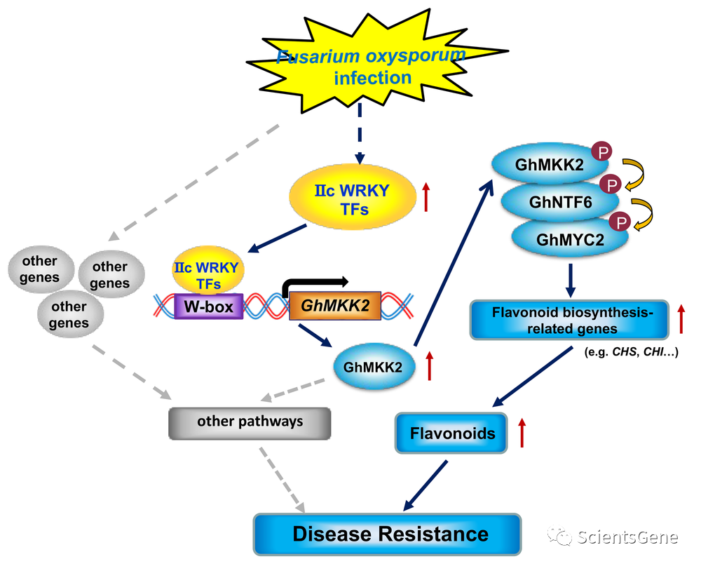 WRKY转录因子通过促进GhMKK2介导的类黄酮生物合成调节棉花对尖孢镰刀菌的抗性 - 知乎