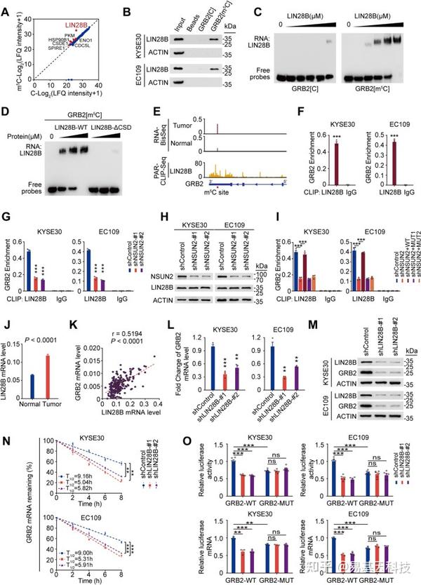 易基因｜NSUN2介导RNA m5C修饰促进食管鳞状细胞癌进展的表观调控机制 | 肿瘤研究 - 知乎