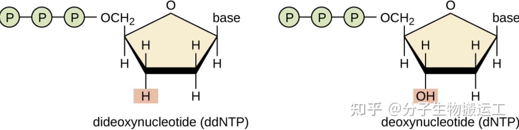 测序与基因组学之父——F.Sanger - 知乎