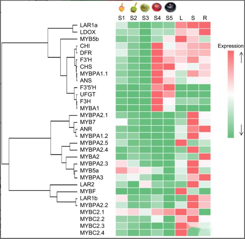 【New Phytol】MYBA 和 MYBPA 转录因子共同调节蓝色浆果中的花青素生物合成 - 知乎