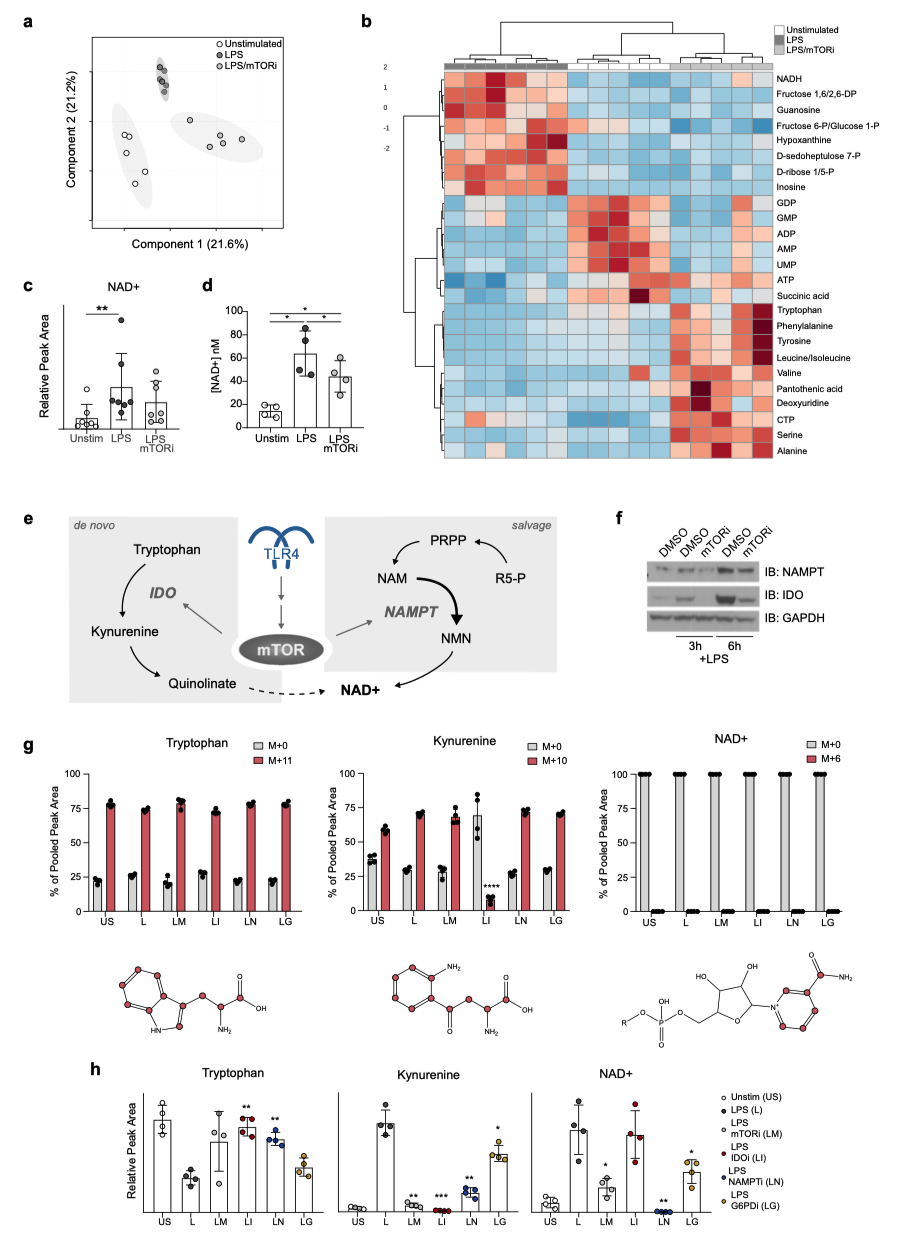 Nature新子刊丨mTOR对代谢的调节限制了LPS诱导的单核细胞炎症和促凝血反应 - 知乎