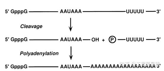 【耀文解读】mRNA篇︱poly A尾序列的设计与优化 - 知乎