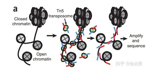 使用ArchR分析单细胞ATAC-seq数据(第一章) - 知乎