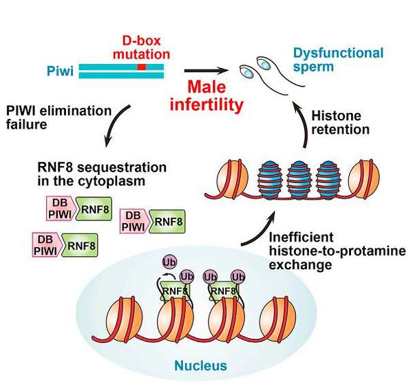 piRNA：一类可能会火起来的非编码RNA - 知乎