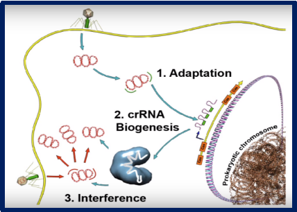 【干货分享】CRISPR/Cas系统原理及Cas9与Cas12a区别 - 知乎