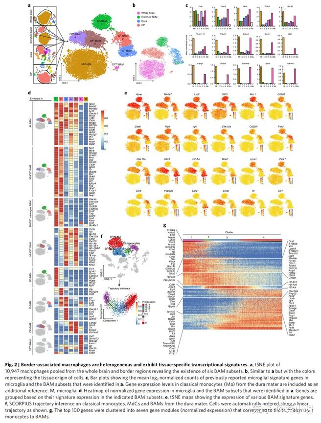 NID205_A single-cell atlas of mouse brain macrophages - 知乎