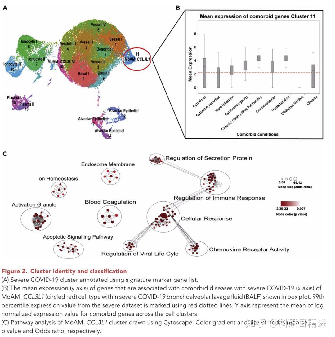 iScience丨单细胞转录组鉴定出FCGR3B 在重症新冠患者中上调 - 知乎