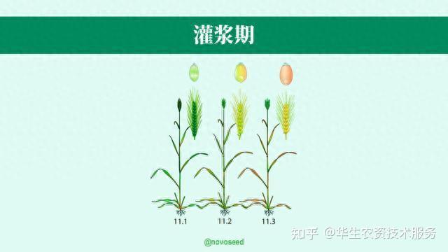 「注意」小麦全程周期，一生多磨难！田间管理最关键，建议收藏！ - 知乎
