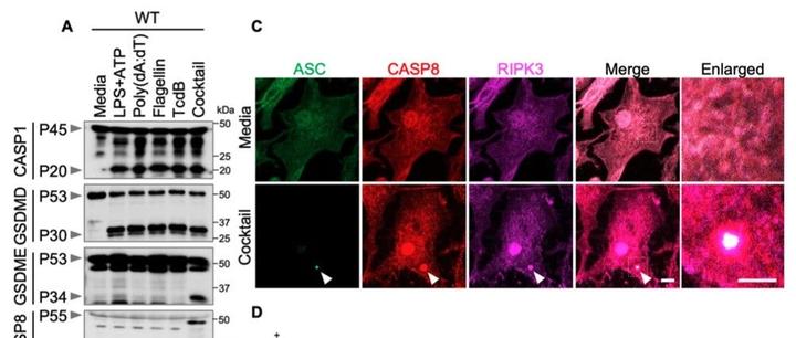CMI丨综合 NLRP3、AIM2、NLRC4、Pyrin 炎症小体的激活和组装驱动 PANoptosis - 知乎