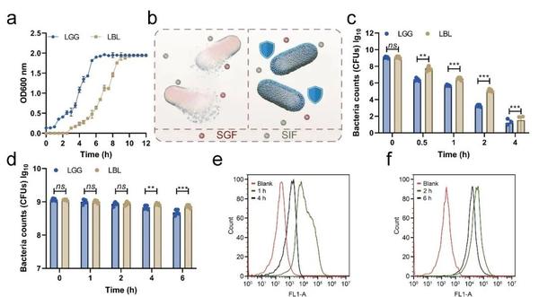 Adv Sci︱重庆大学吴伟团队构建前药封装益生菌用于溃疡性结肠炎治疗 - 知乎