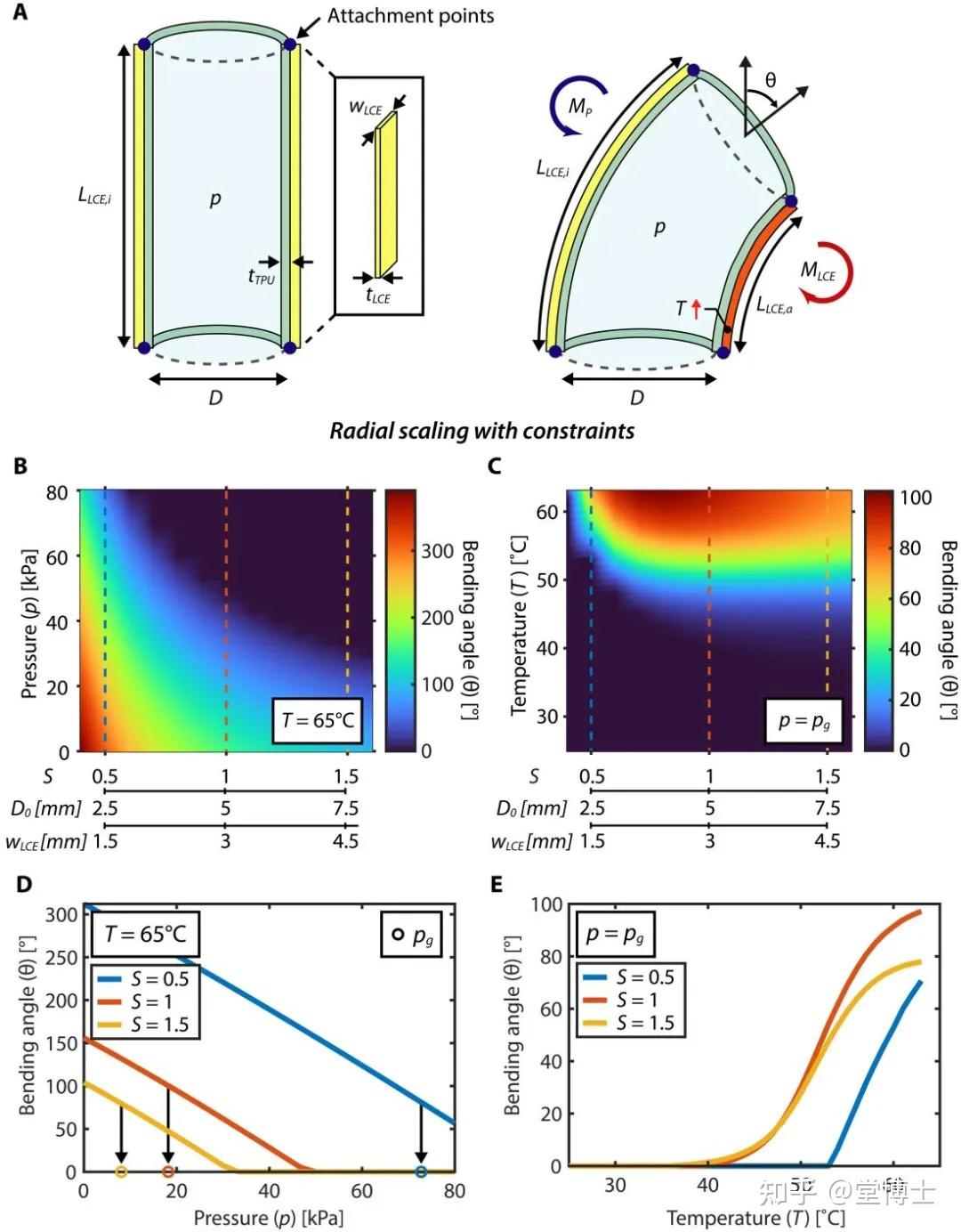 解锁柔性机器人精准导向能力！加州大学《Sci. Adv.》：LCE材料驱动毫米级软体机器人实现突破性外翻运动 - 知乎